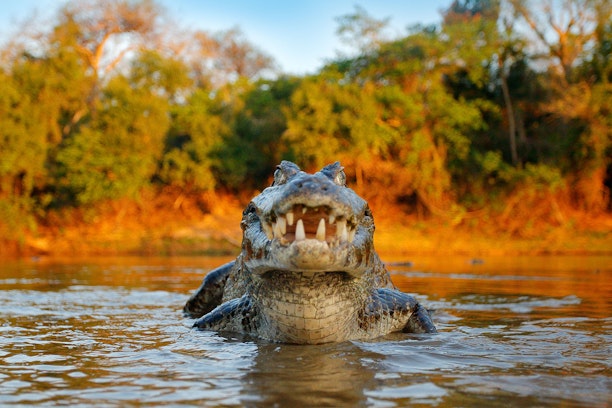 Collpa Chuncho de Guacamayos (2 días): Tours, Precios y Horarios ...